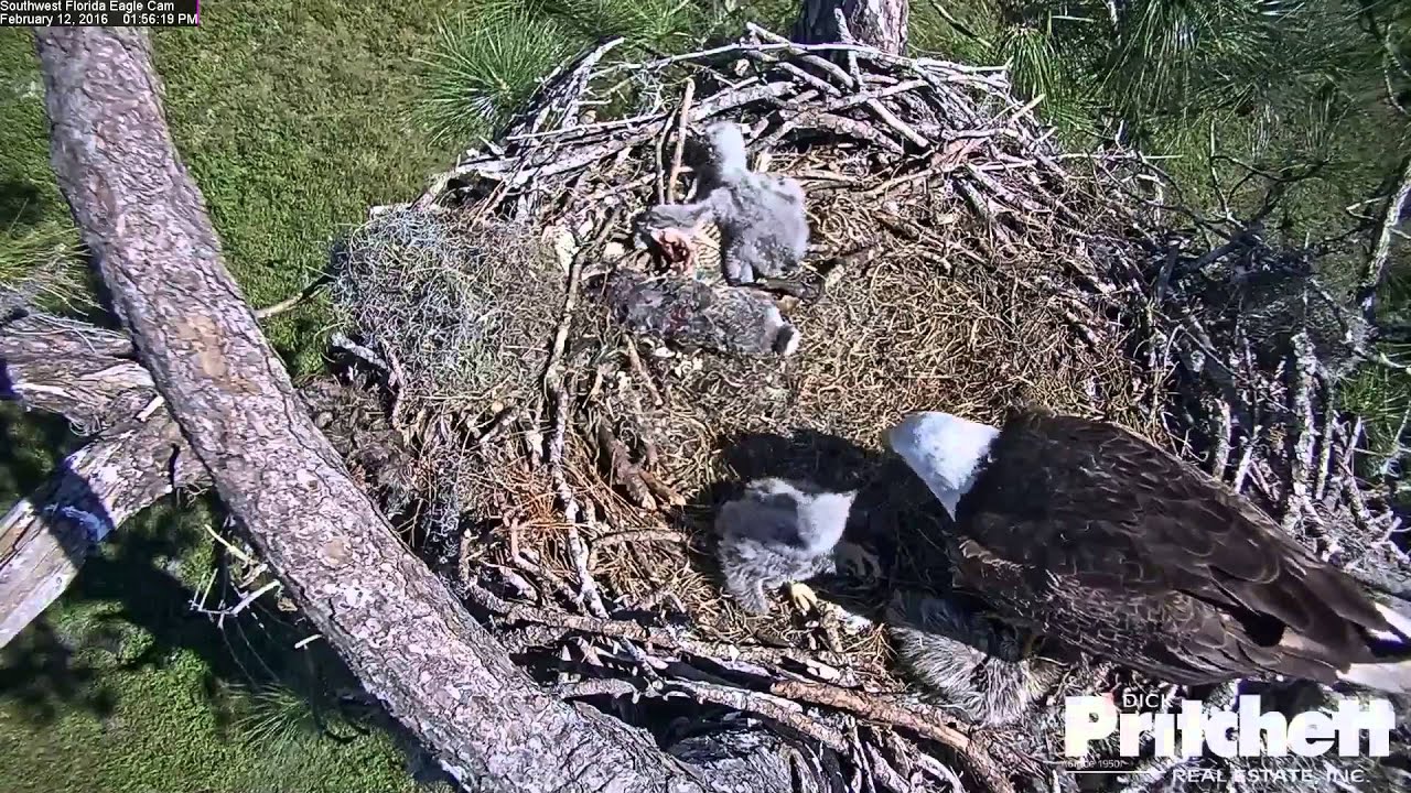 SWFL Eagles ~ CROW returns E8 to the nest; Welcome home! 2 12 16 - YouTube