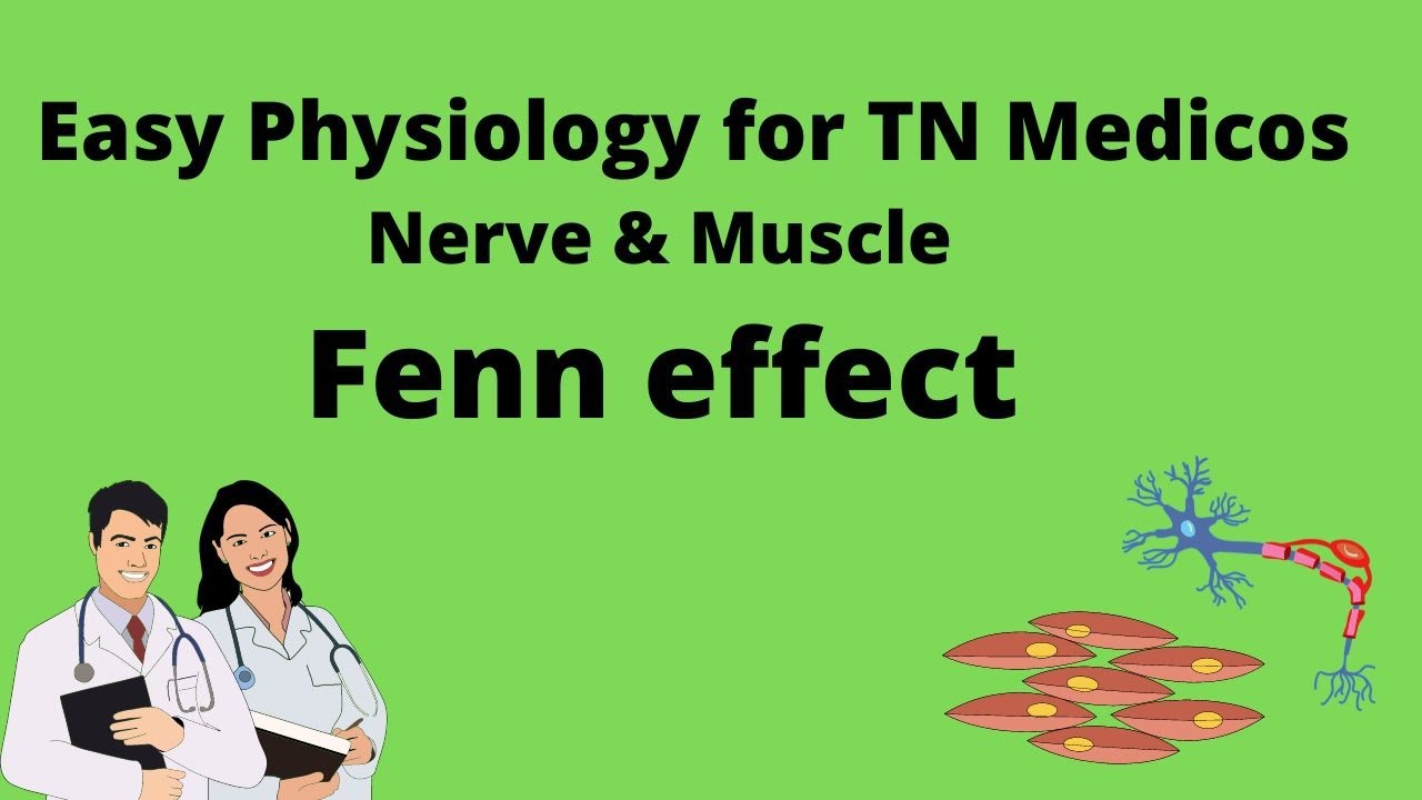 Fenn effect-Muscle Physiology - YouTube
