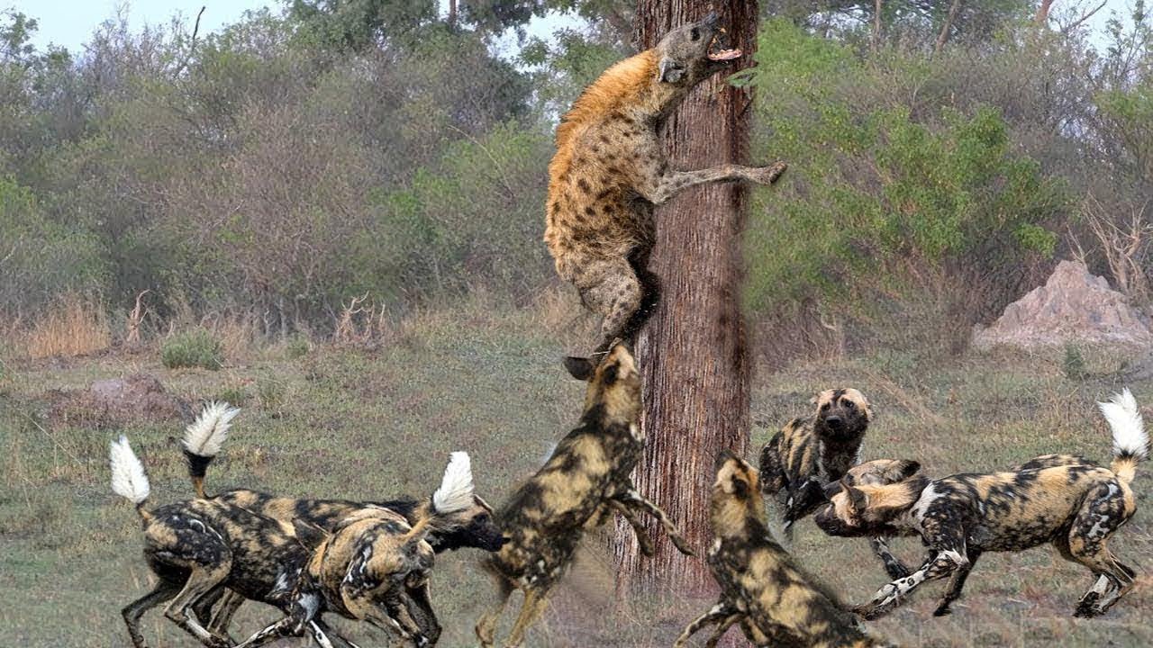 Gran batalla de hiena contra perros salvajes, la hiena huyó de la caza ...