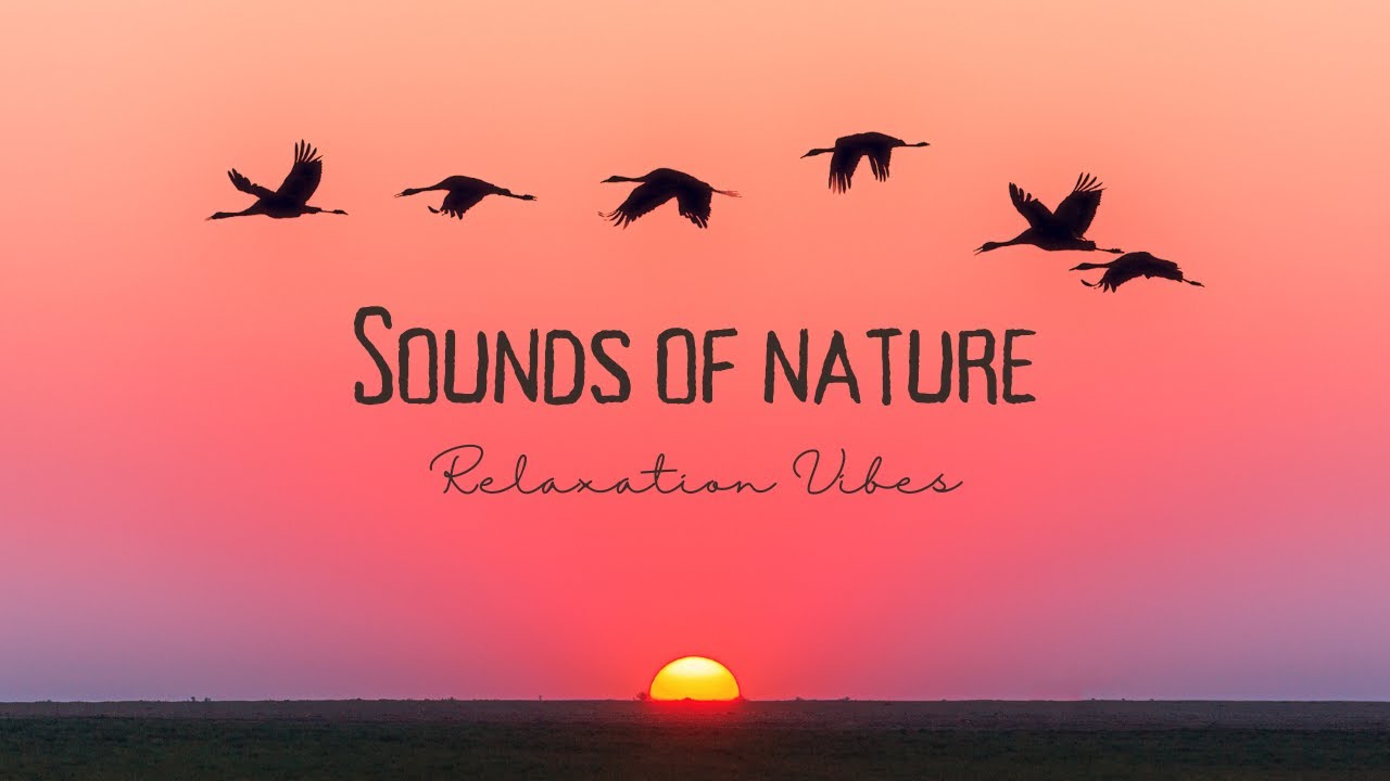 Gentle Wind Sounds for Serene Sleep | Wind Ambiance for Relaxation ...