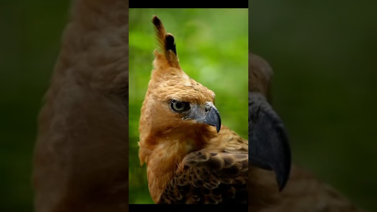 Javan hawk eagle INDONESIA NATIONAL. BIRD - YouTube