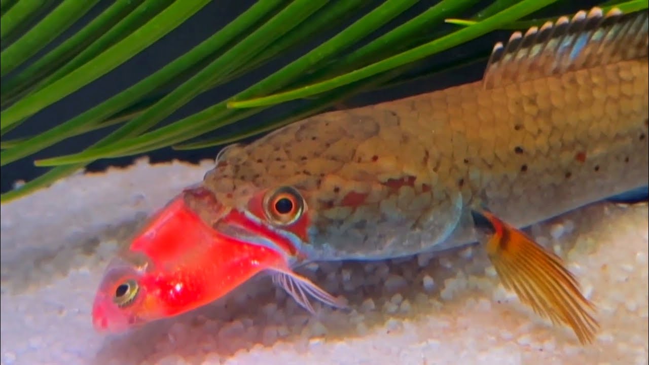 GloFish Swallowing at Once - Incredible Feeding Moment! - YouTube