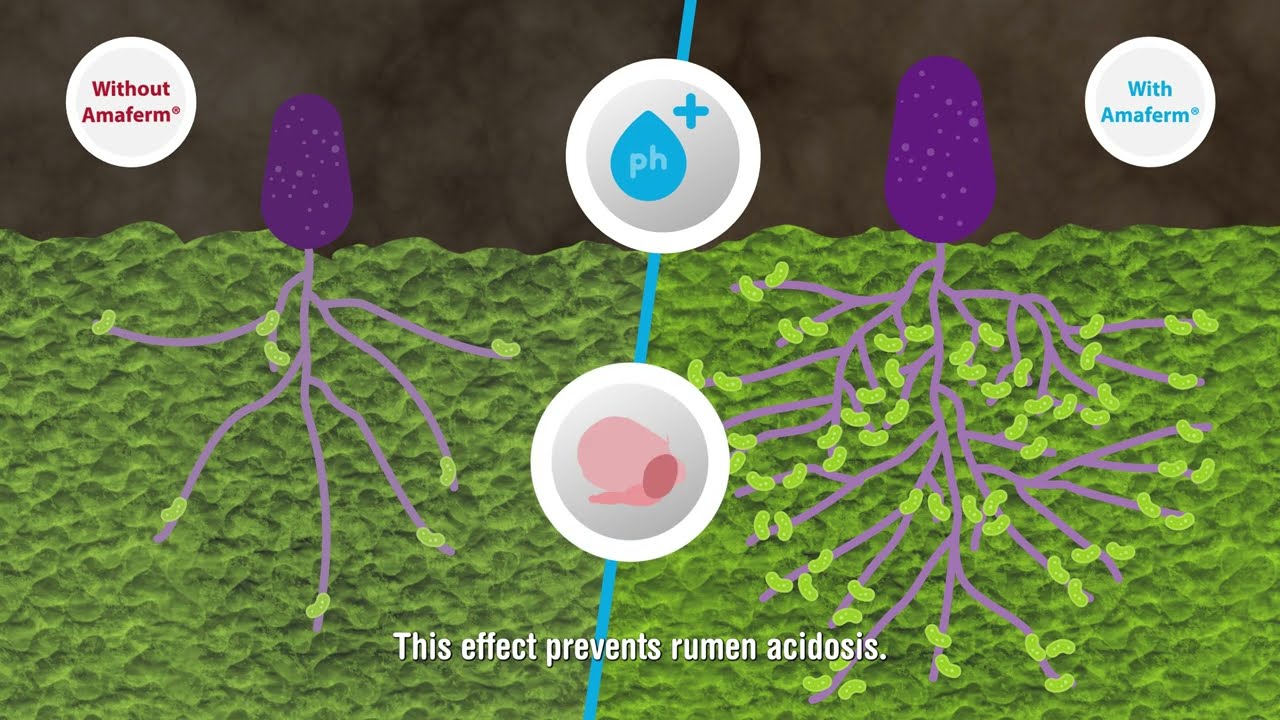 Animation video Amaferm® - YouTube