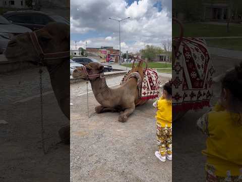 Baba beni deveye bindirsene dedi çocuk, deve birden ayağa kalktı😂 #aboneolmayiunutmayin #shorst