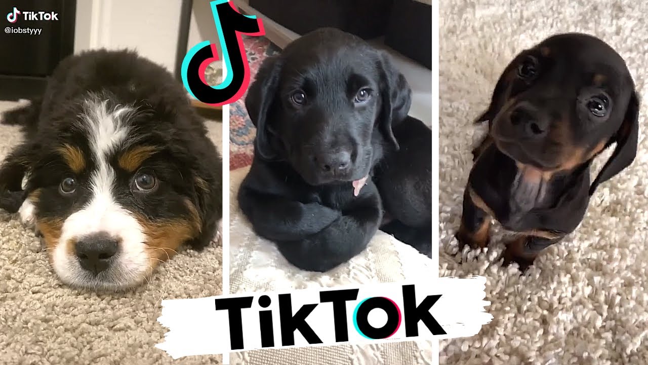 Funny DOGS of TikTok ~ Cute Puppers & Doggos ~ TIK TOK ~ Try Not to ...