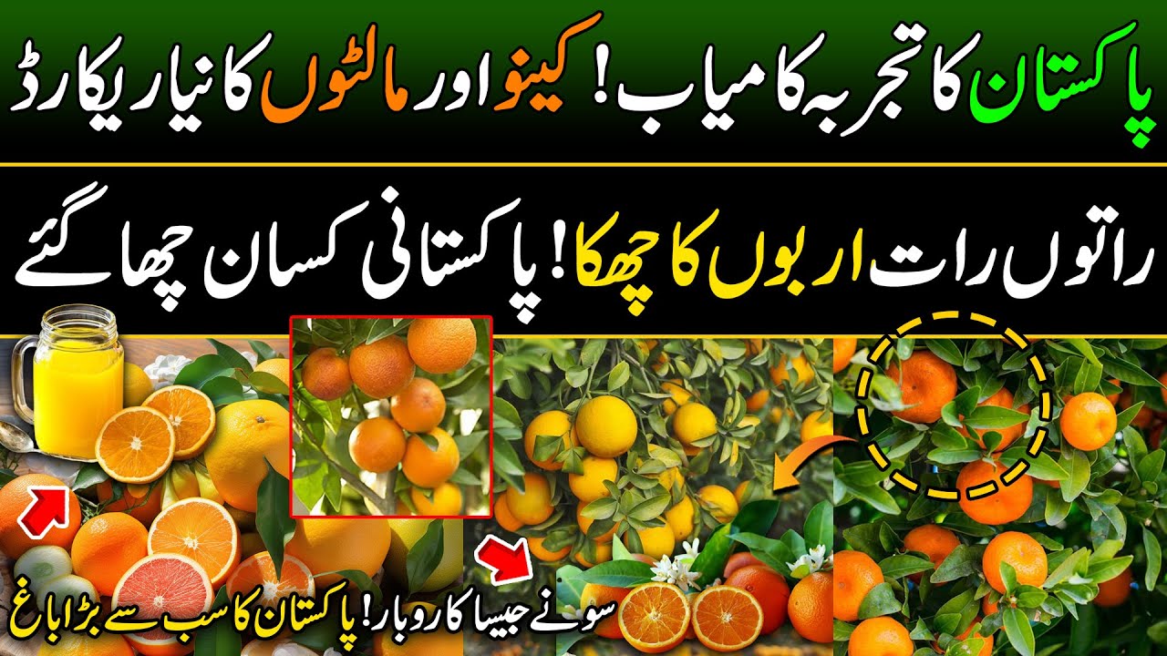 New Record Production of Orange & Kino in Pakistan | Discover Pakistan ...