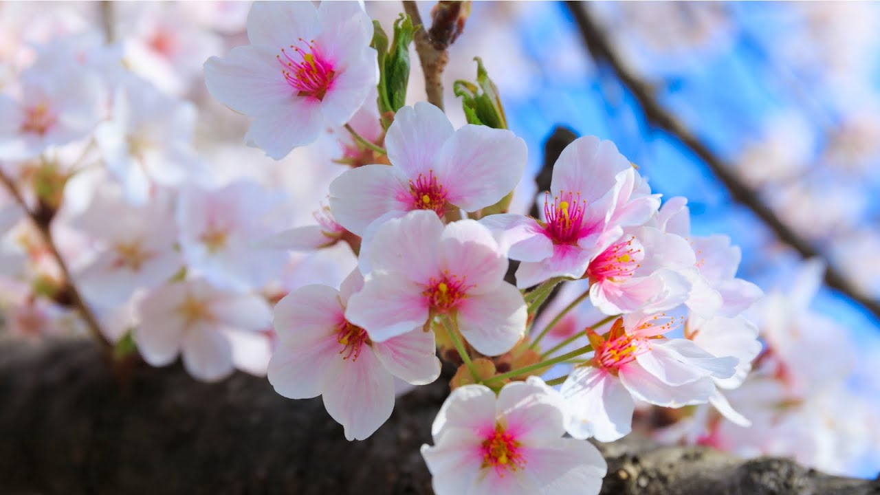 Beautiful Piano Music - Relaxing Music, Study Music, Stress Relief ...