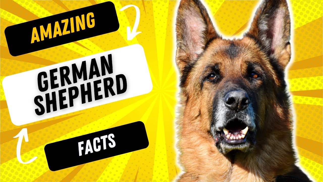 Yellow German Shepherd