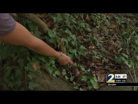 Kill the ivy: remove the vines and save a tree from fallilng