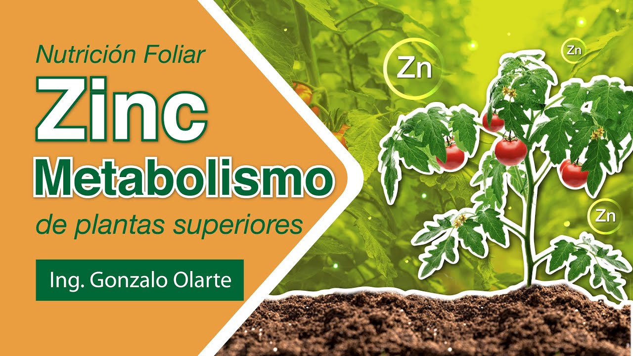 Zinc en la fisiologia y metabolismo de las plantas superiores - YouTube