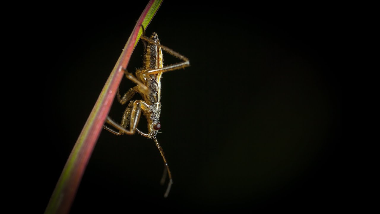 Night Time CRICKET SOUNDS 10HRS!! Relaxation Sounds for Sleeping - YouTube