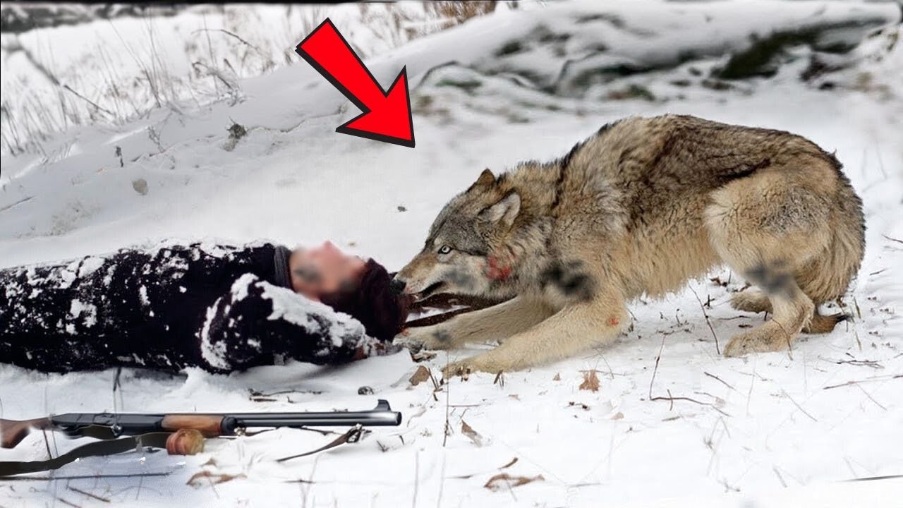 A Wolf Saves This Cruel Hunter From Dying, BUT WHY? The Reason Will ...