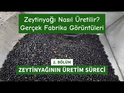 Zeytinyağı Nasıl Üretilir? Adım Adım Zeytin Yağı Fabrika Süreci (Gerçek Görüntüler)