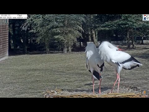 Hurá domů, klapy, klap! - YouTube