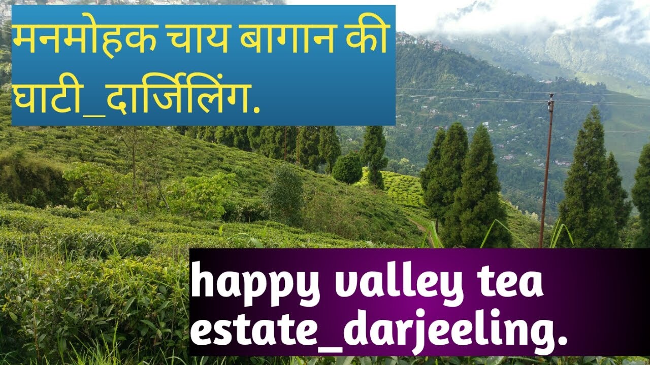 darjeeling--part 4. (Happy valley tea state)दार्जिलिग पार्ट 4. - YouTube