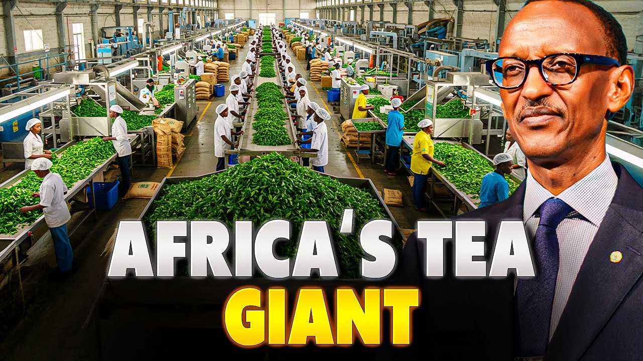 Rwanda Just Opened Africa’s Largest Tea Project, Creating 25,000 Jobs ...