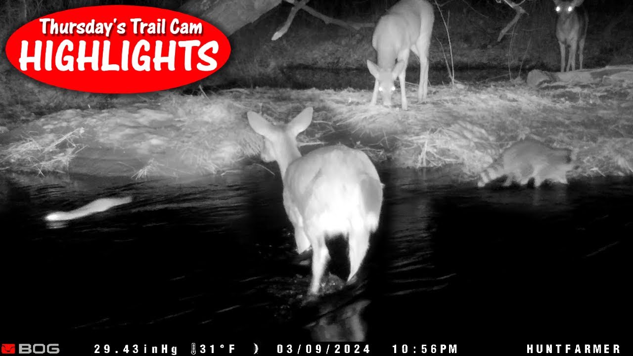 FAST Moving Waters Carries Animals Downstream! Thursday Trail Cam ...