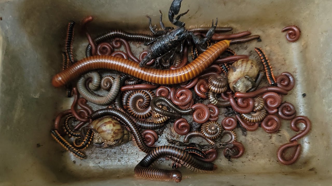 Amazung Catching Poisonous Millipedes, Venomous Scorpion, Small Red ...