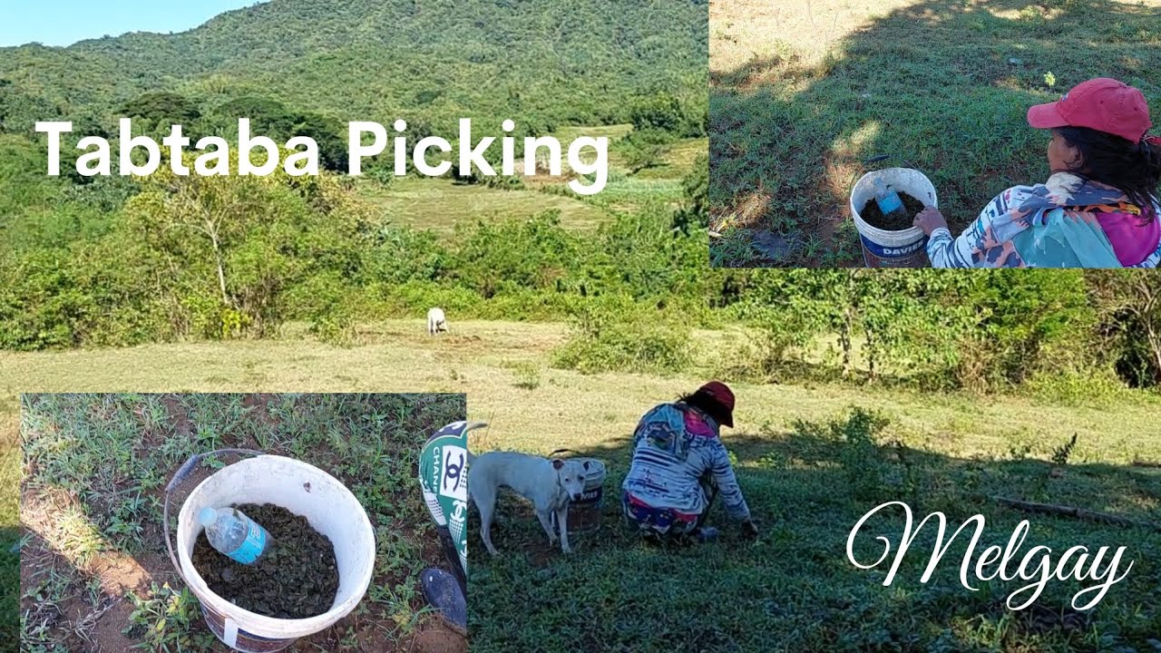 Tabtaba Picking😊 - YouTube