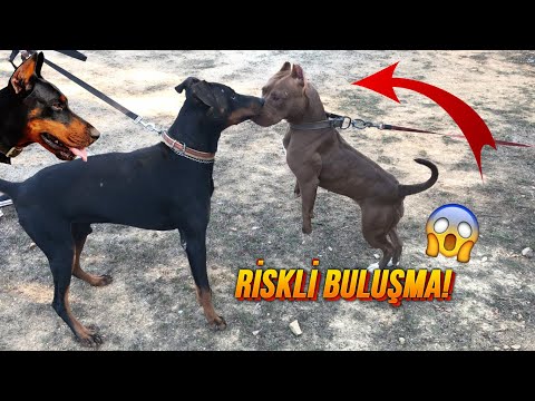 PİTBULL ZİNCİRİNİ KOPARINCA DOBERMANLA BİRBİRİNE GİRDİ !! - (RİSKLİ BULUŞMA)