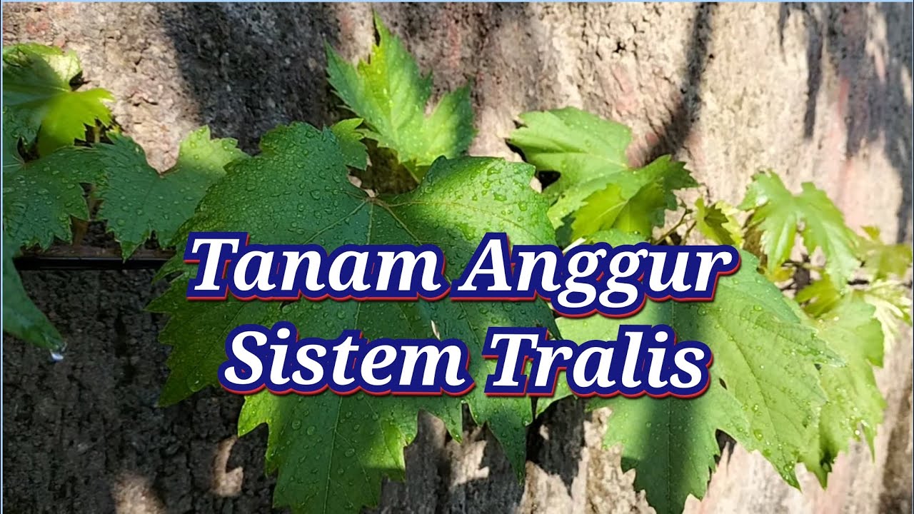Tanam Anggur Sistem Tralis @KEBUNCERDAS025 - YouTube