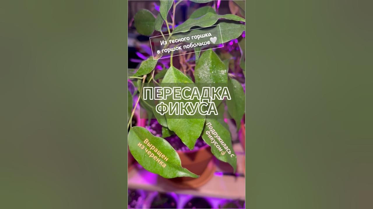 Пересадка фикуса Бенджамина | Покупные фикусы сбрасывали листья 😱 ...