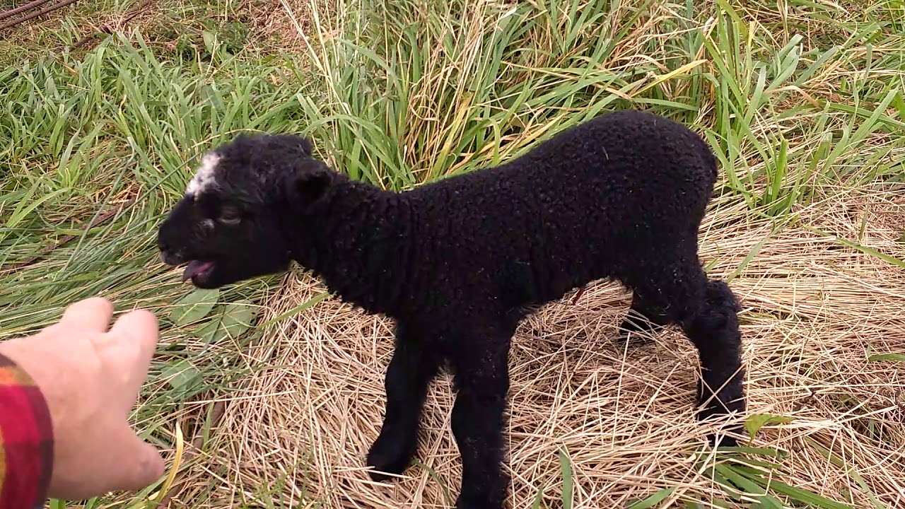 SM42 - Corderito negro - YouTube