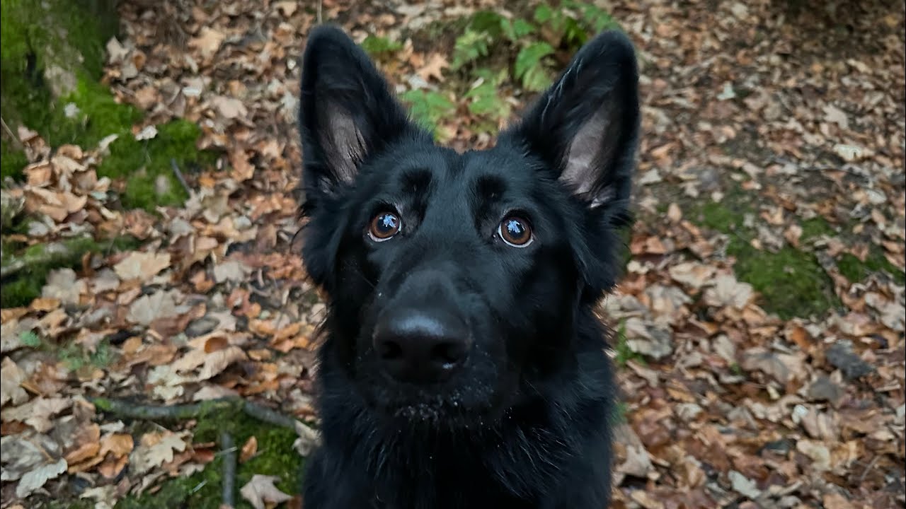 German Shepherd Puppy Explores Magical Scottish Estate - YouTube
