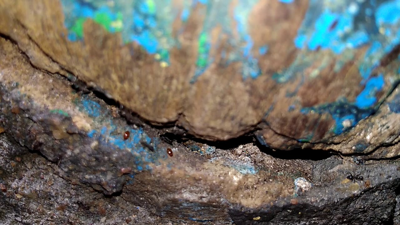 THONDI CITY MORE ANT FOLLOWING VIDEO - YouTube