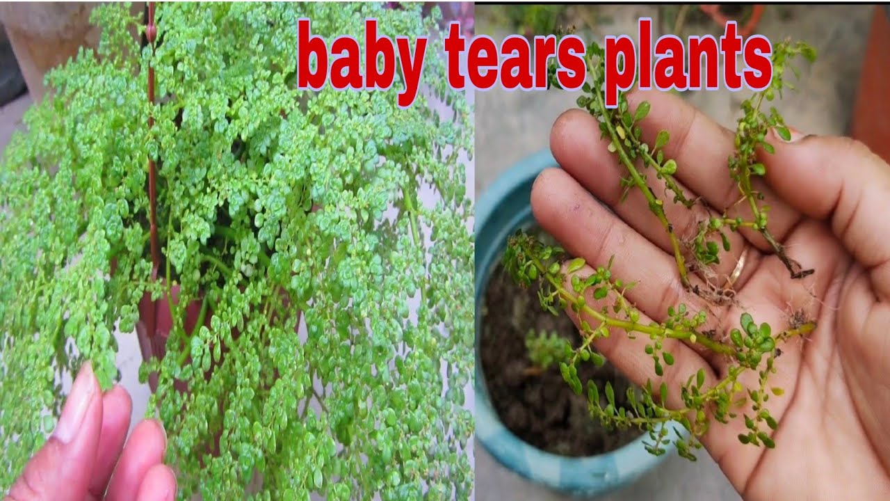 How to grow baby tears plants from cutting 🌱 बेबी टियर्स प्लांट की ...
