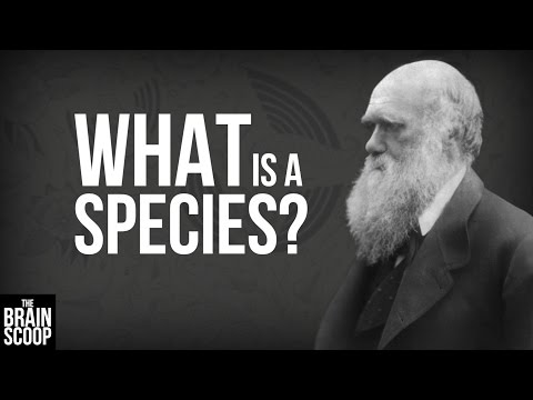 What is a species?
