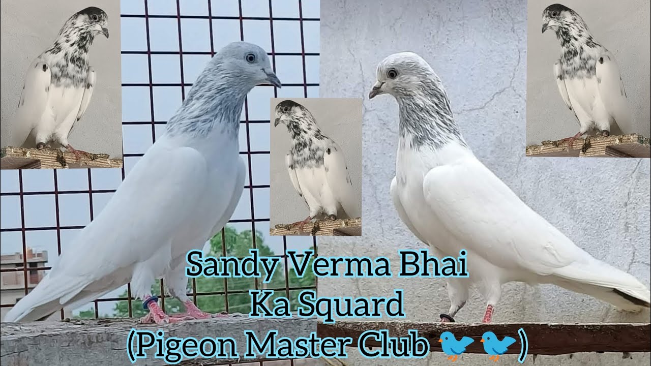 Sandy Verma Bhai ka Loft || Episode - 02 (Pigeon Master Club🐦🐦) - YouTube