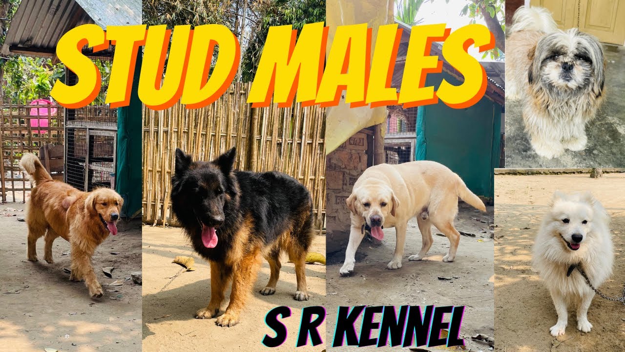 Stud Males Of S R Kennel//Breeding Procedure & Deals Etc..//Detailed ...