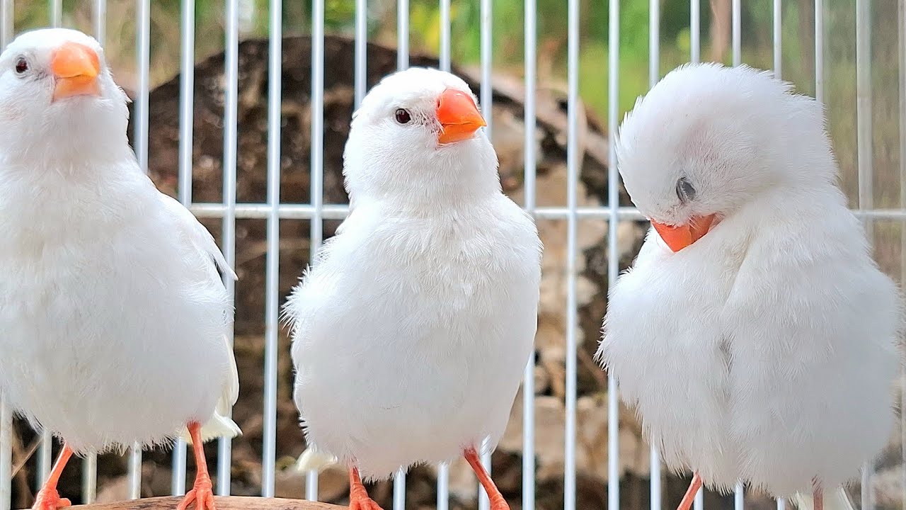 Innocent zebra finch sing a sweet song in the fresh forest after ...