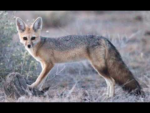 Dramatic Cape Fox
