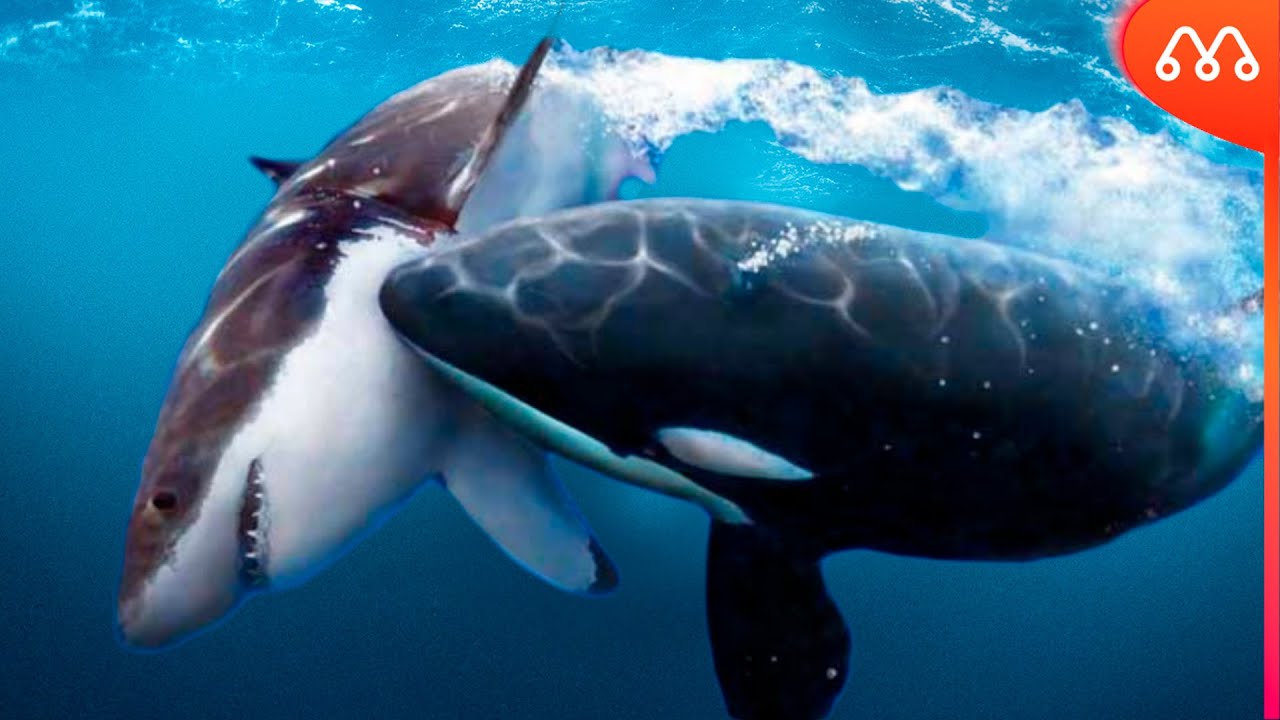 QUANDO A ORÇA ATACA O TUBARÃO - YouTube