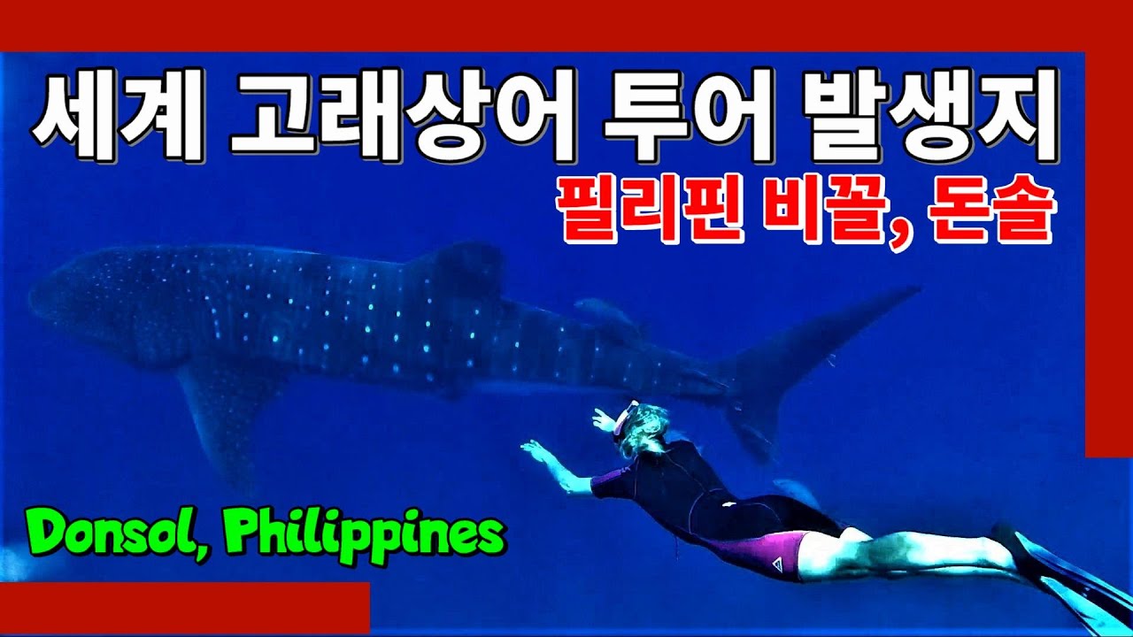 세계 고래상어 투어 발생지 필리핀 돈솔, Donsol, Bicol, Philippines - YouTube