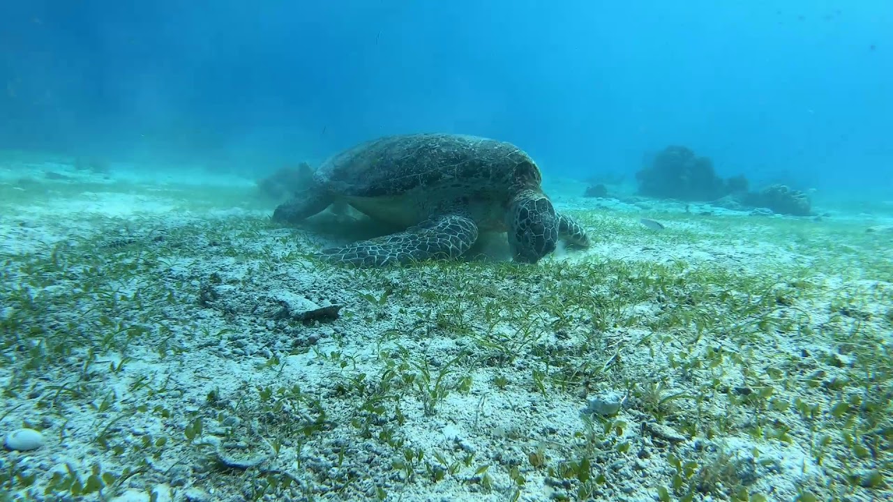 Big Turtle 🐢 at Bohol (2019) - YouTube