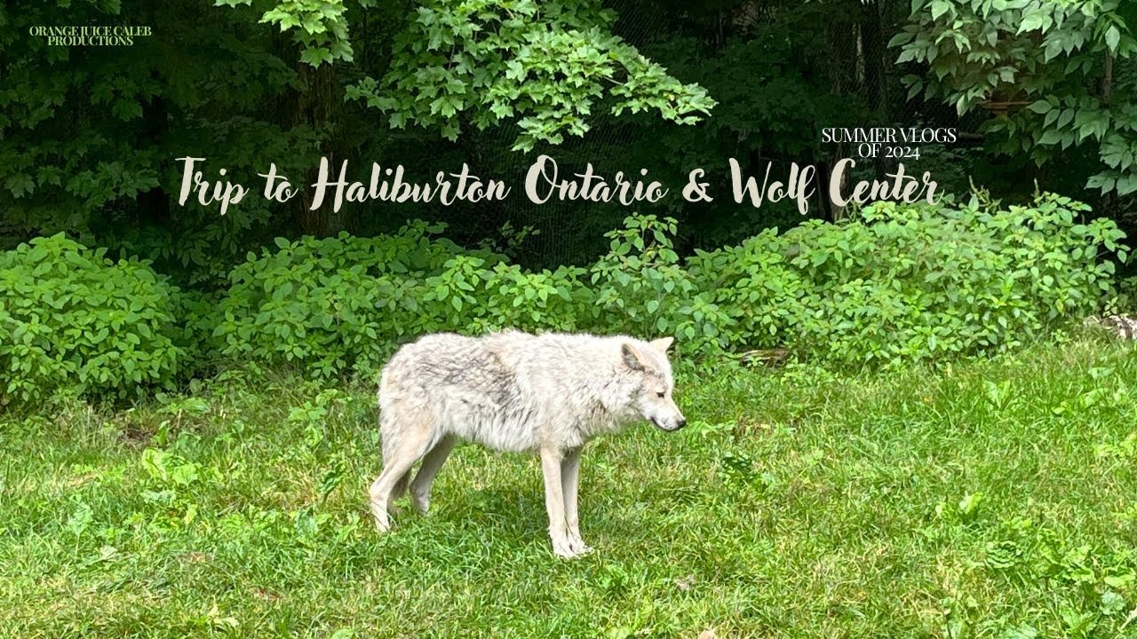 Trip to Haliburton (Wolf Center) | Orange Juice Caleb | Summer Vlog of ...