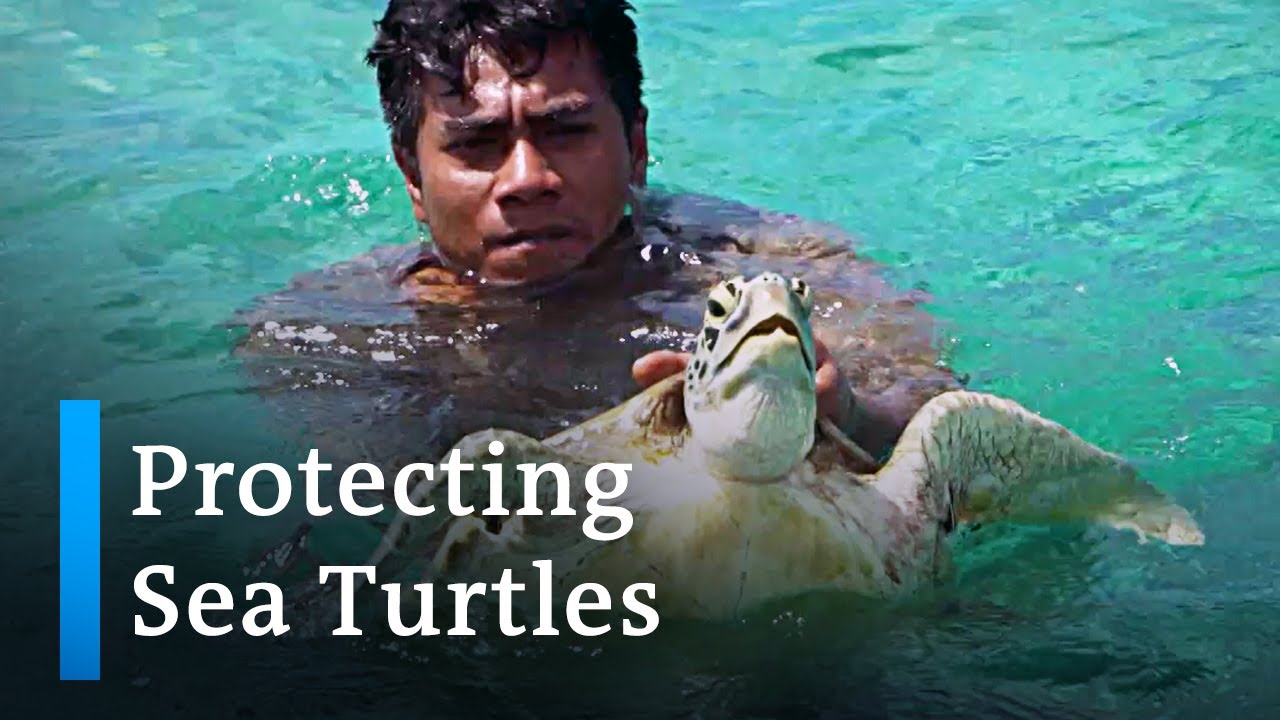 Solomon Islands: Protecting sea turtles | Global Ideas - YouTube