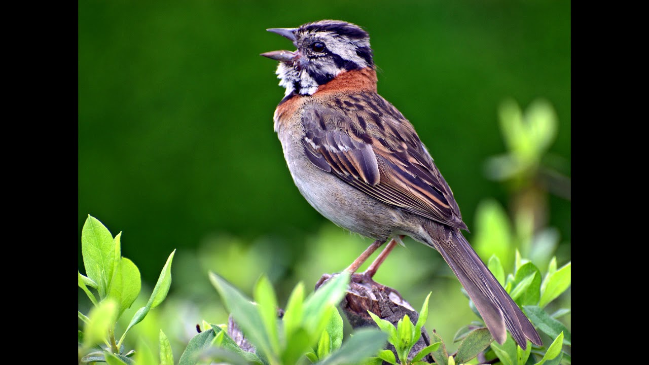 Tico Tico - Canto Especial || Andean sparrow (Zonotrichia capensis ...