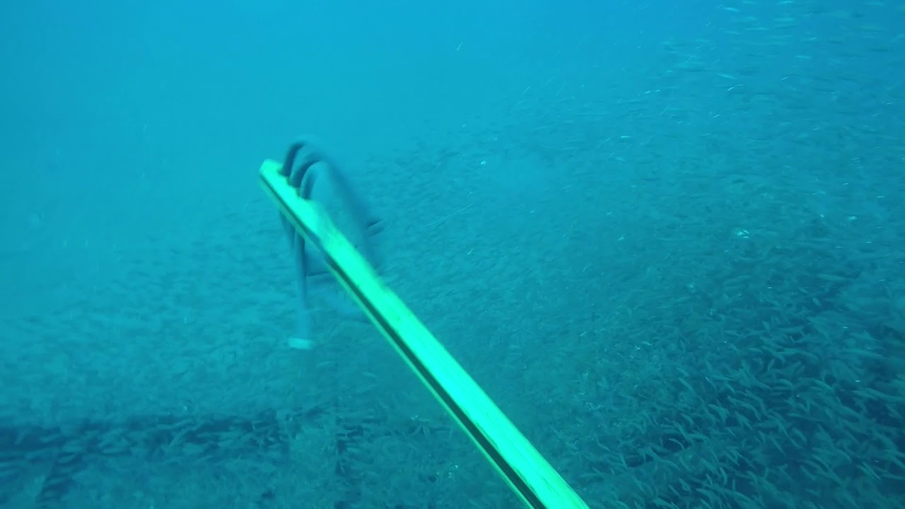 Scuba Shark Attack & Shooting Grouper Off The Coast of NC - YouTube