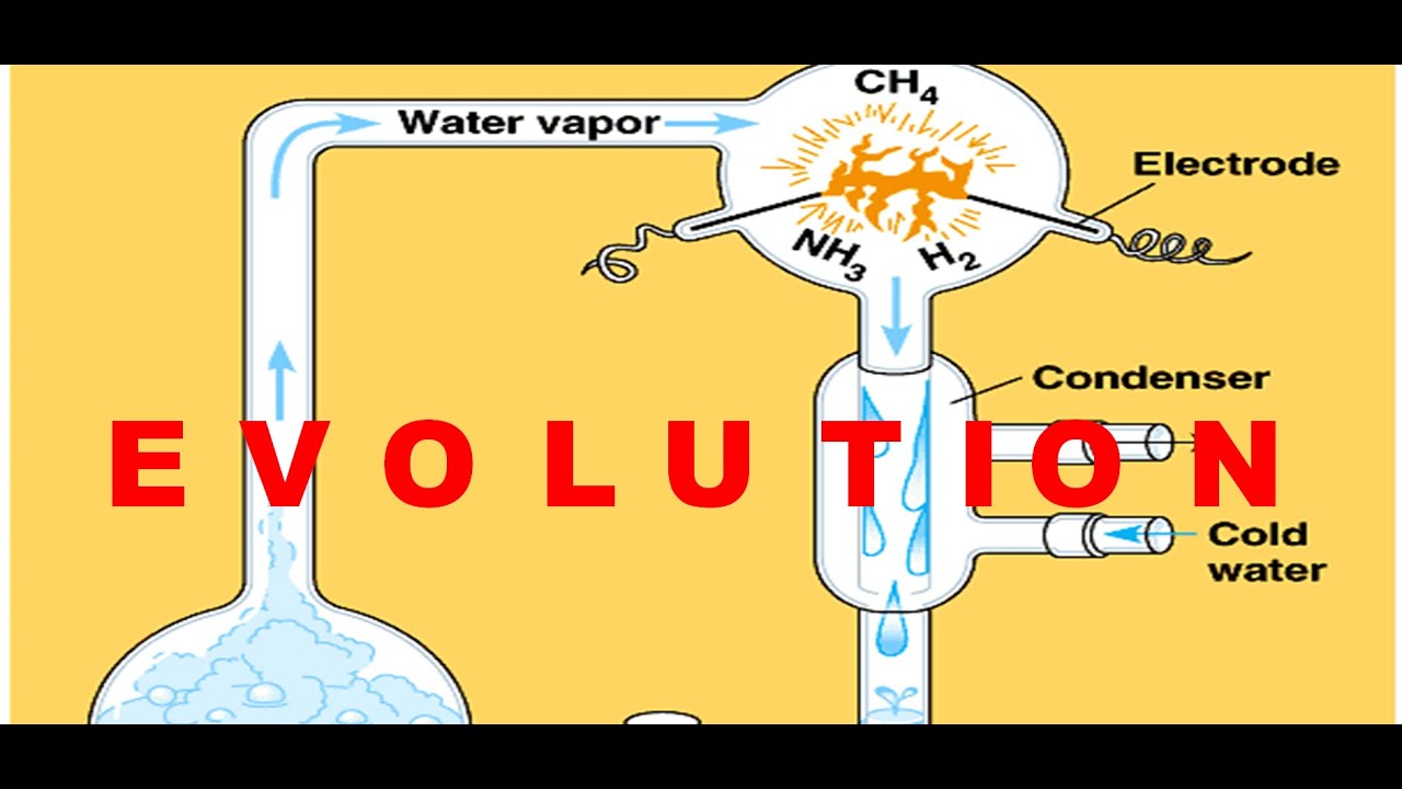 EVOLUTION INTRODUCTION - YouTube