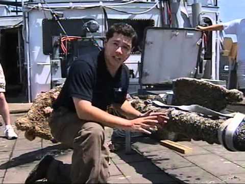 Blackbeard's anchor pulled from Davy Jones' Locker - YouTube