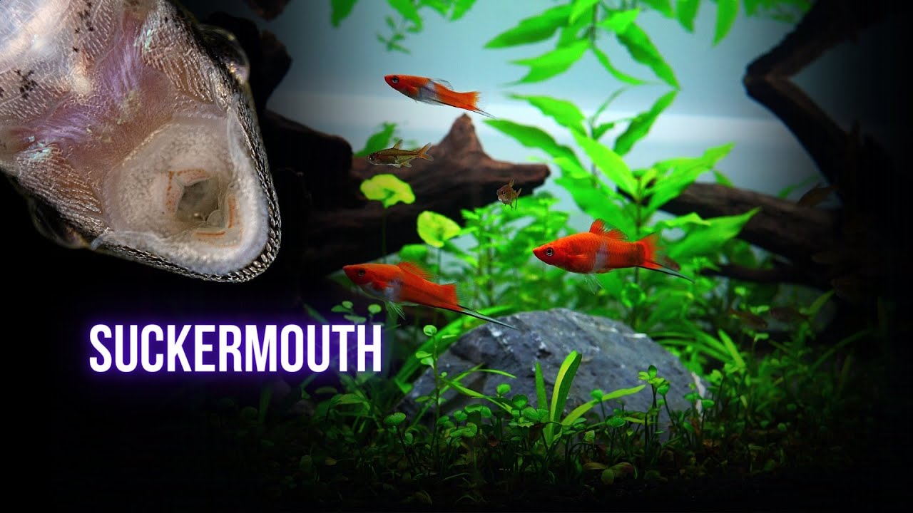 This STARVING OTOCINCLUS FISH arrived with a SUNKEN BELLY | EP4 SHALLOW ...