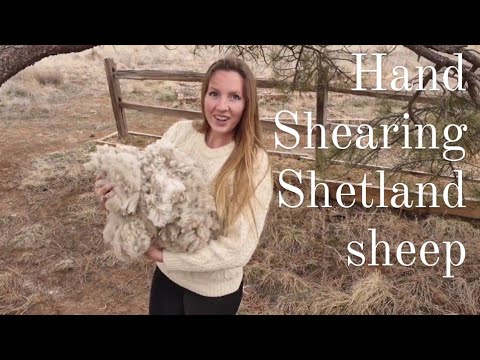 Hand shearing Shetland sheep - YouTube