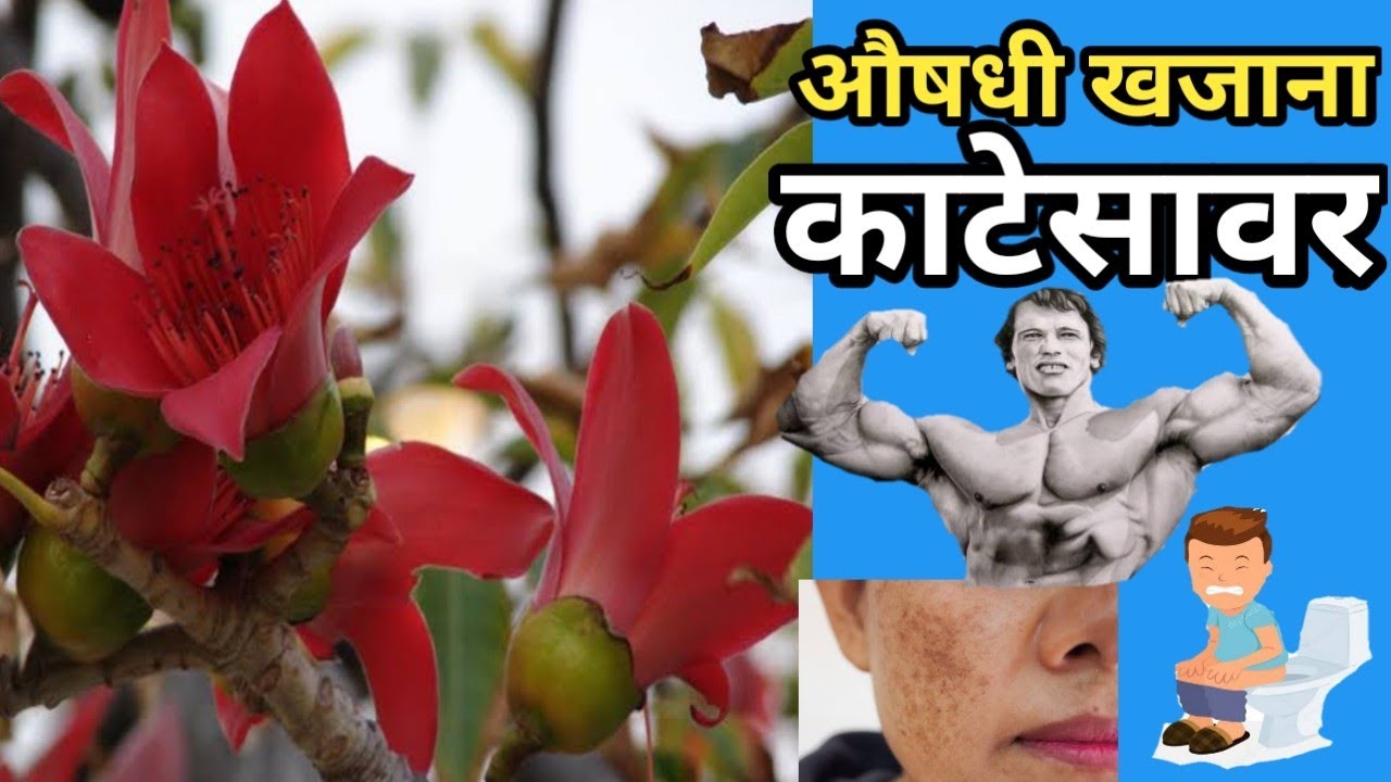 काटेसावर-एक अद्वितीय औषधी वनस्पती/ katesavar bombax ceiba - YouTube