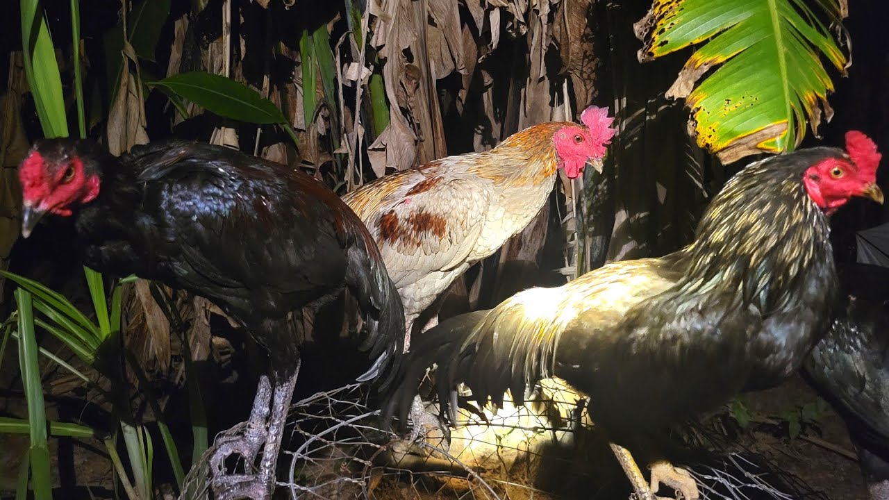 Feeding Young Roosters in the Dark After Work - YouTube