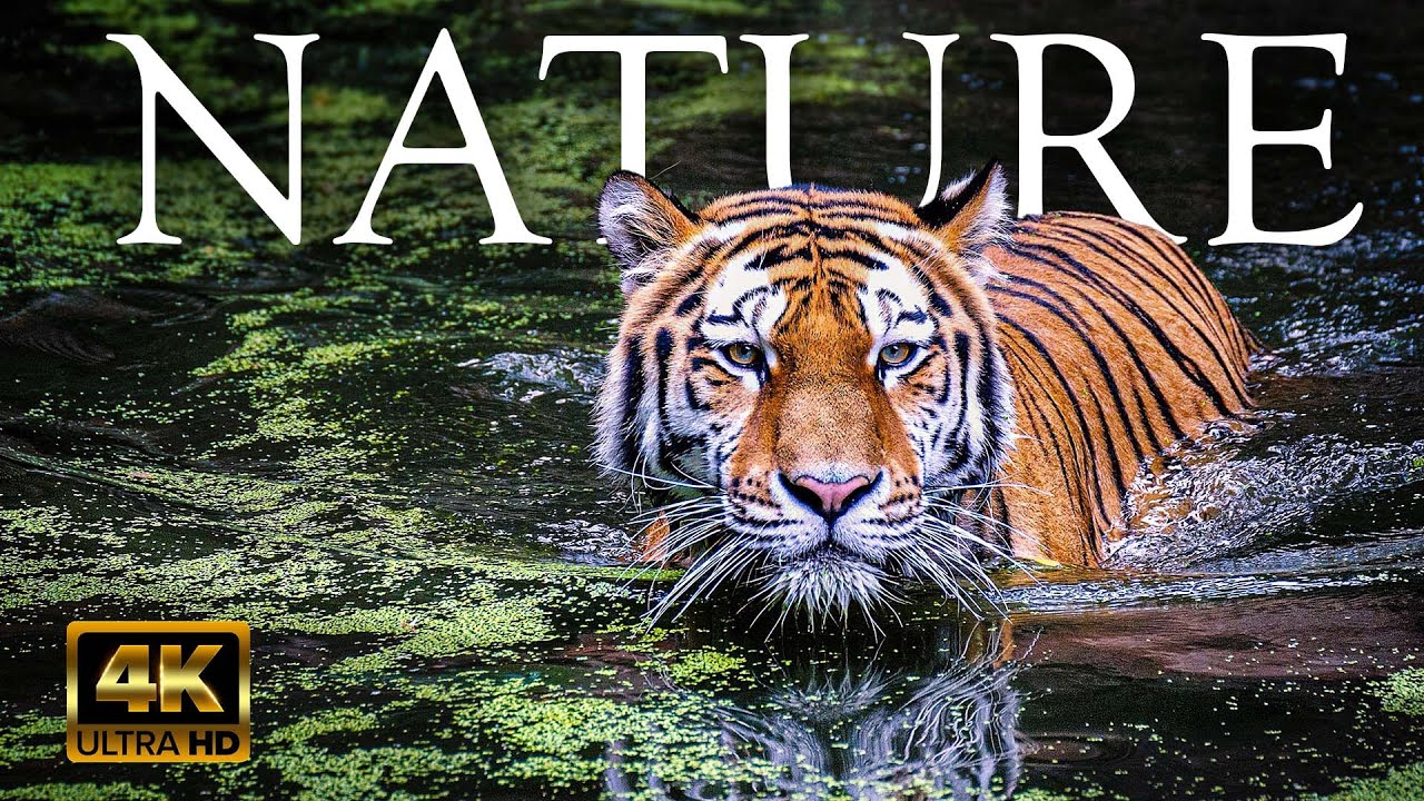 Wild Animals Collection In 4k ULTRA HD | 4k TV | best Relaxation 4k ...