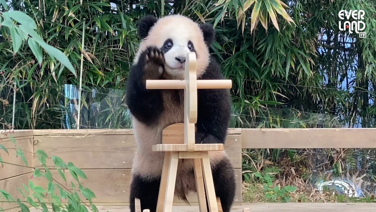 목마에 진심인 푸바오 | 에버랜드 판다월드 푸바오 (Baby Panda 'FuBao') - YouTube